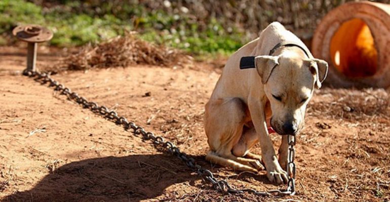 Prohíben Amarrar O Encadenar A Los Perros Si No Estás Dispuesto A