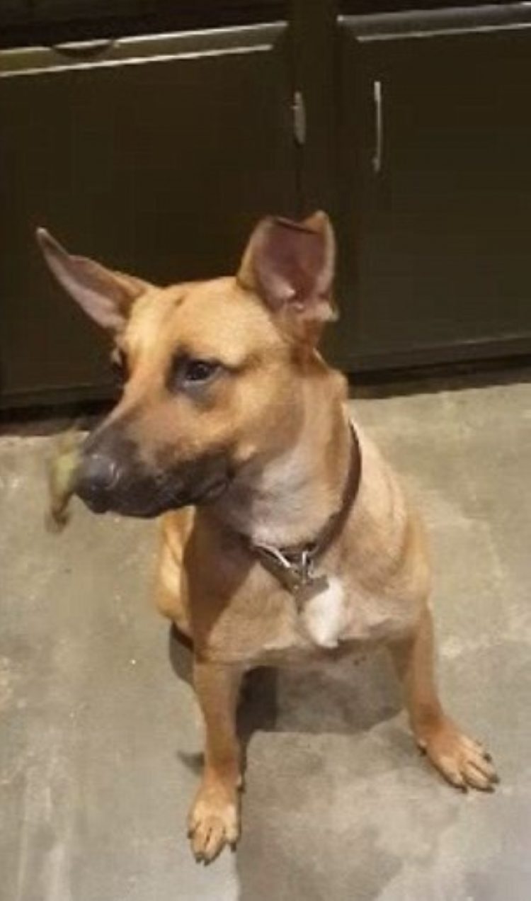 Un dulce perro salva la vida de una colibrí herida y ahora son ...