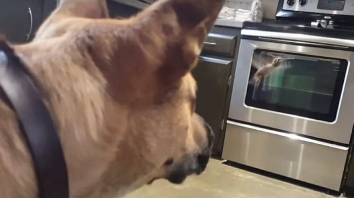 Un dulce perro salva la vida de una colibrí herida y ahora son ...