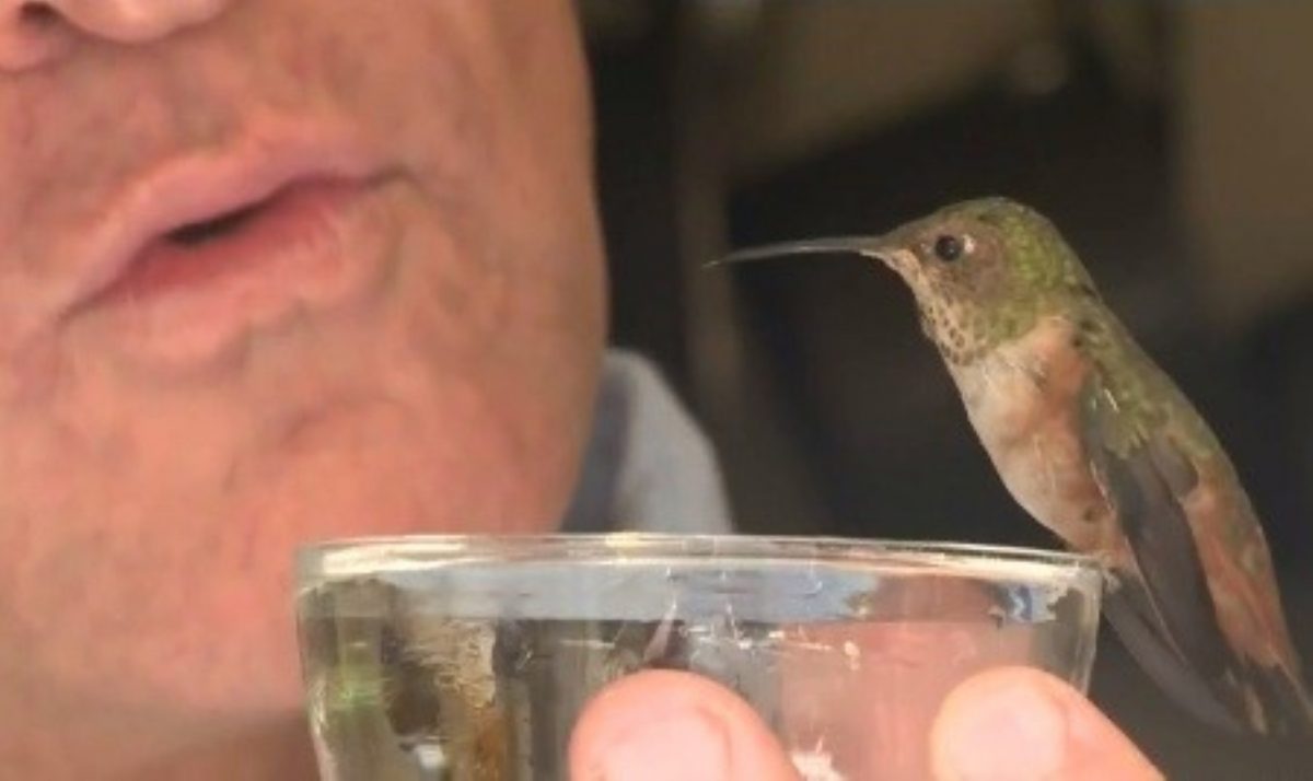Un dulce perro salva la vida de una colibrí herida y ahora son ...
