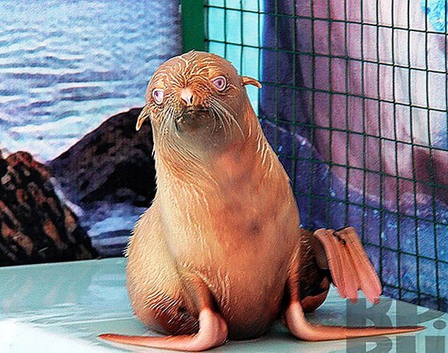 Captan a una rara foca bebé de apariencia totalmente diferente ...