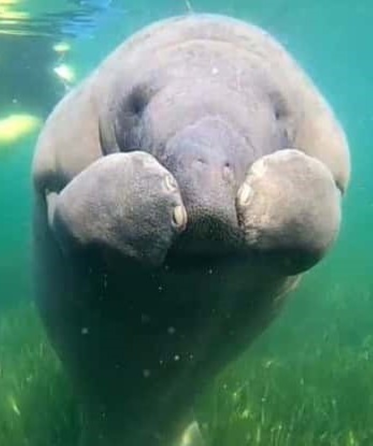 "Es lo más tierno que verán" – Un bebé manatí conmueve con sus aletas ...