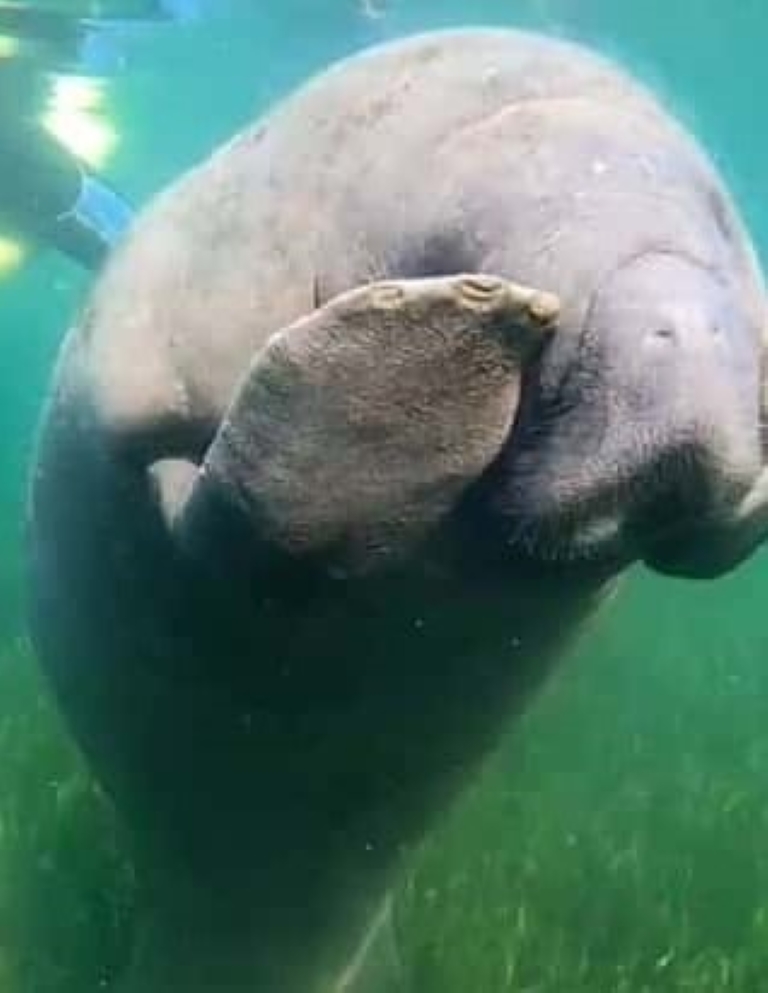 "Es lo más tierno que verán" – Un bebé manatí conmueve con sus aletas ...