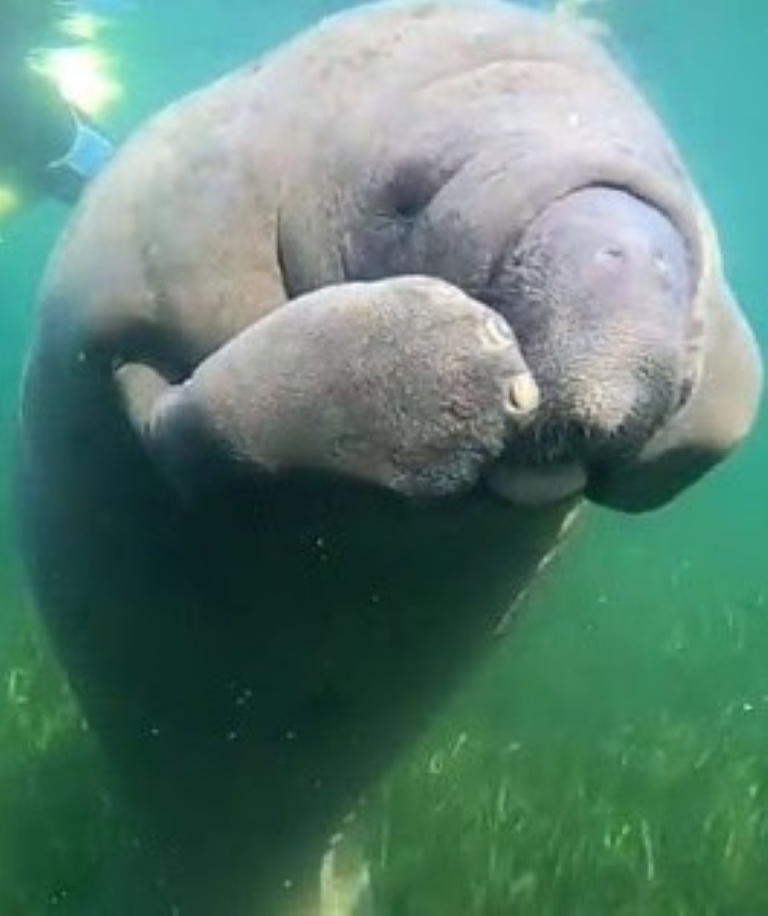 "Es lo más tierno que verán" – Un bebé manatí conmueve con sus aletas ...