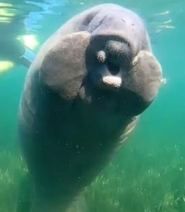 "Es lo más tierno que verán" – Un bebé manatí conmueve con sus aletas ...