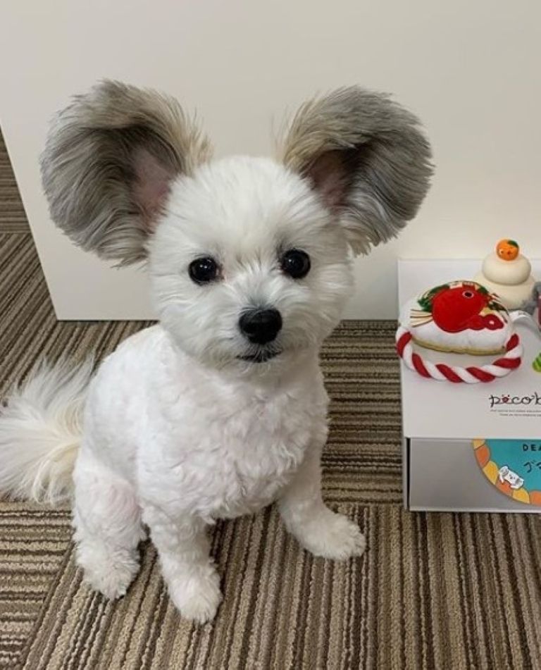 Un perrito mestizo se convierte en celebridad por sus orejas parecidas ...
