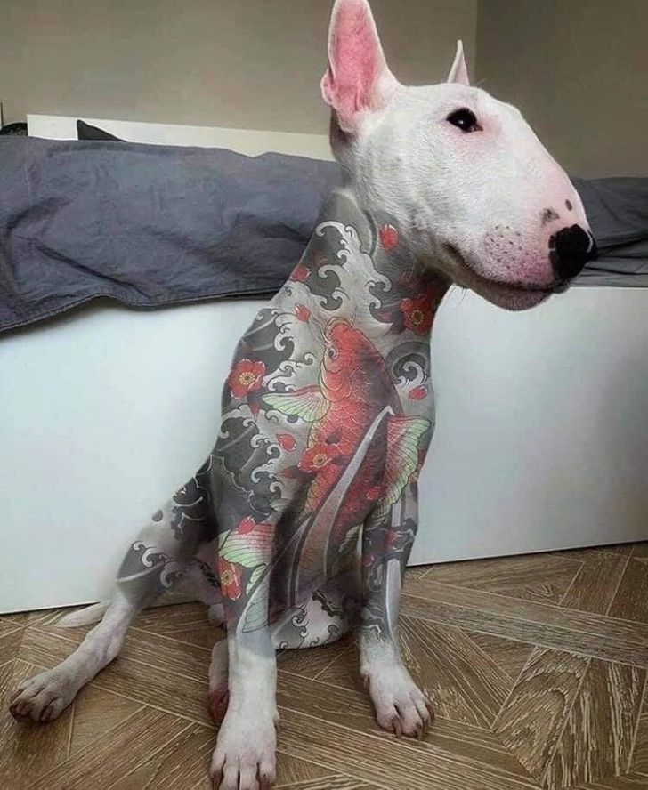 Aumenta la tendencia de tatuar el cuerpo de los perros para satisfacer ...