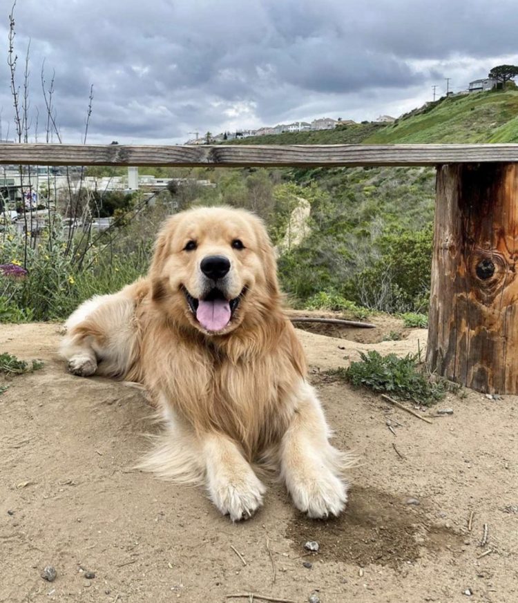 Perrito Golden que odia mojarse las patas reacciona cuando se acerca ...