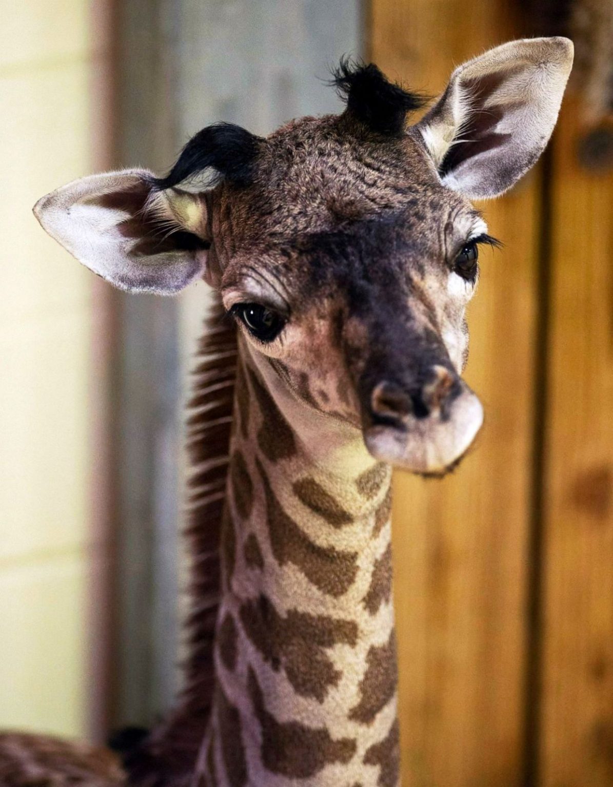 Nace una dulce jirafa bebé en Disney desafiando la amenaza de su ...