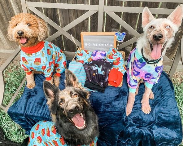 Perro lampiño sin ganas de vivir y con miedo a las personas, aprende a ...