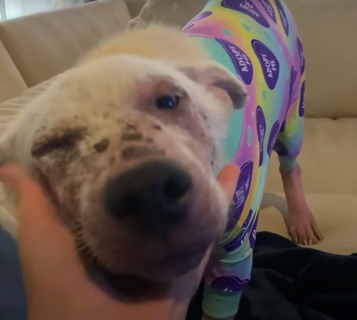 Perro lampiño sin ganas de vivir y con miedo a las personas, aprende a ...