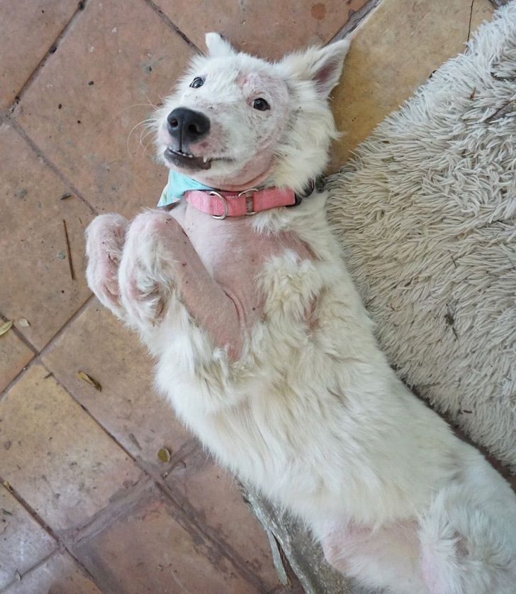 Perro lampiño sin ganas de vivir y con miedo a las personas, aprende a ...