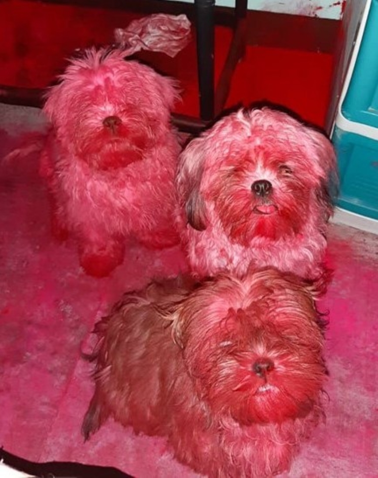 La dueña de 3 perritos se alarma al encontrarlos completamente teñidos ...