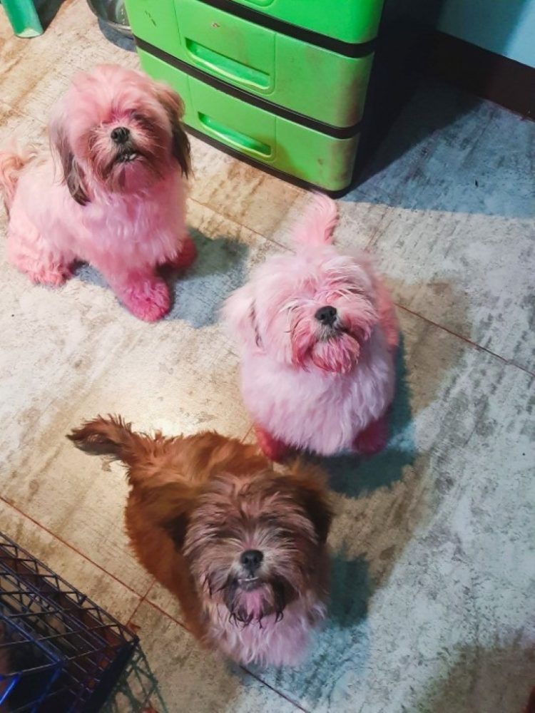 La dueña de 3 perritos se alarma al encontrarlos completamente teñidos ...