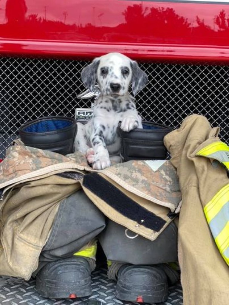 Un adorable cachorrito es recibido por un cuerpo de bomberos para ...