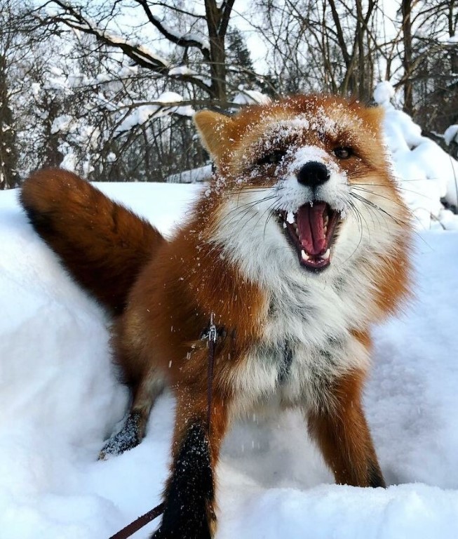 Un zorro rescatado de una granja de pieles no para de agradecerle a su ...