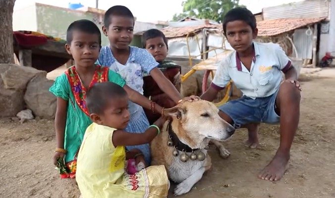 Graban al agotado perrito que por amor a su dueño trabaja como lechero ...