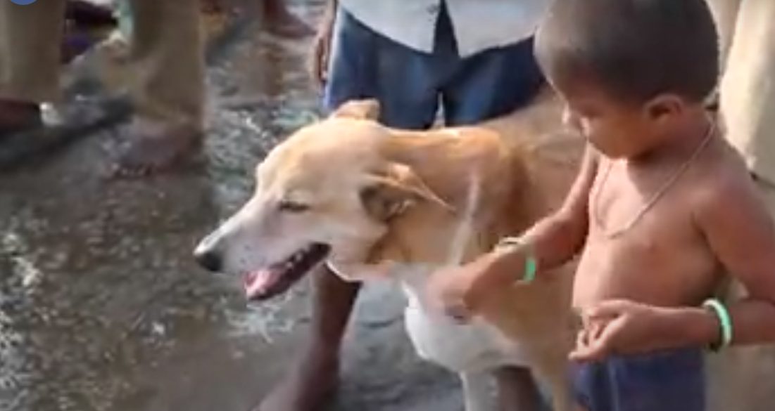 Graban al agotado perrito que por amor a su dueño trabaja como lechero ...