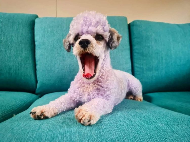Deja a su perrito con el pelaje de color morado y no encuentra forma de ...