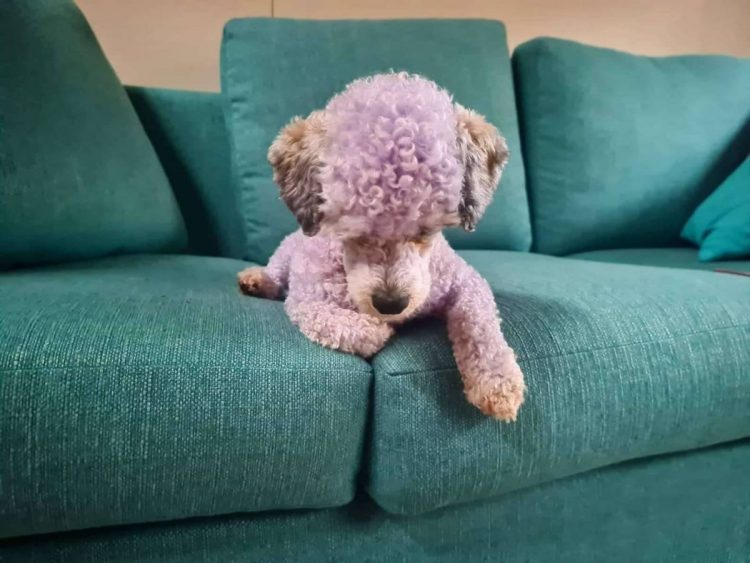 Deja a su perrito con el pelaje de color morado y no encuentra forma de ...