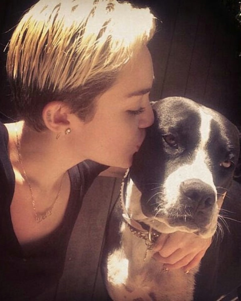 Miley Cyrus le dice adiós a su perrita con una canción que hace llorar ...