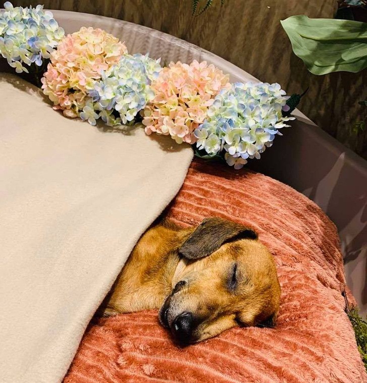 "Que tengas un sueño tranquilo mi amor"–Graba el emotivo funeral para ...