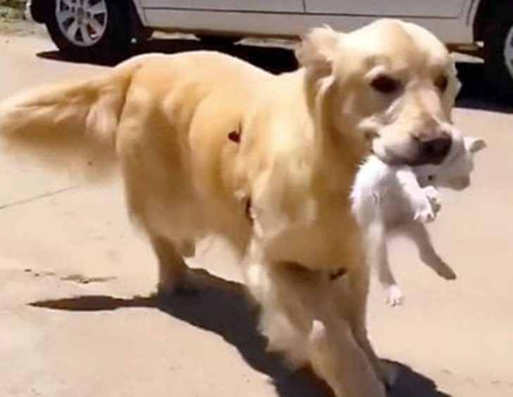 Perrita golden retriever corre con un indefenso gatito sosteniéndolo ...