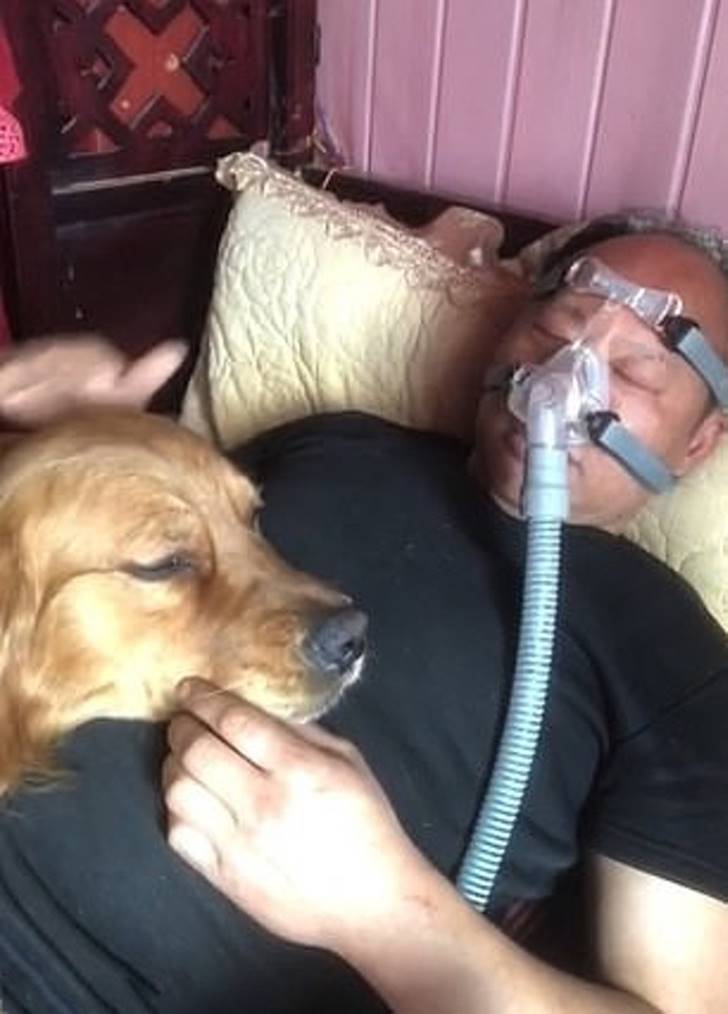 Graban a un devastado perrito cuando comprende que su dueño está ...