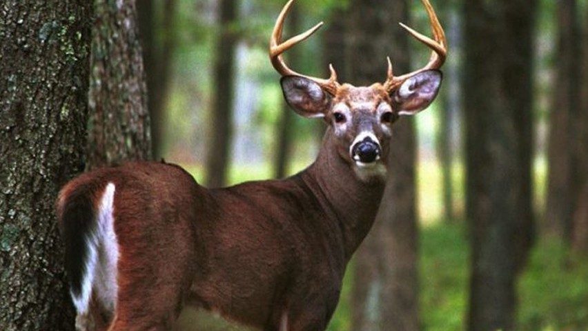 El truco de un venado para esconderse detrás de un árbol tiene a todo ...