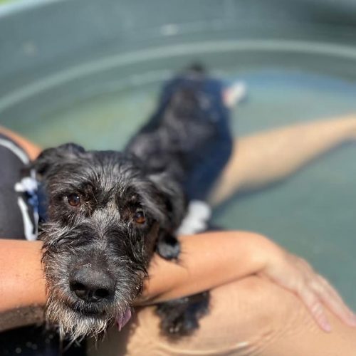 Vecinos se unen para salvar al perro parapléjico que fue lanzado a un ...