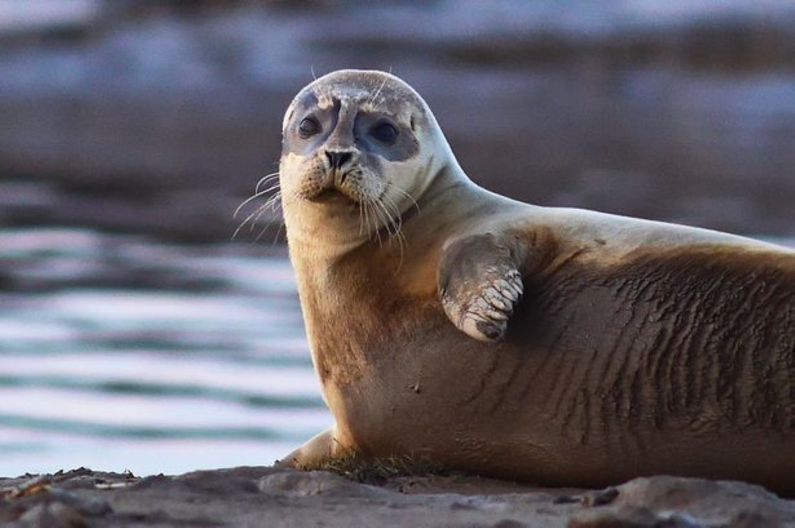 Sale a pasear con su perro y la señalan por la triste muerte de la foca ...