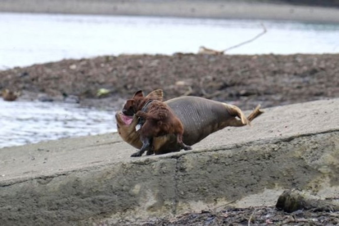 Sale a pasear con su perro y la señalan por la triste muerte de la foca ...