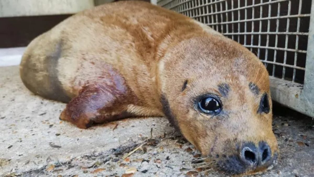 Sale a pasear con su perro y la señalan por la triste muerte de la foca ...