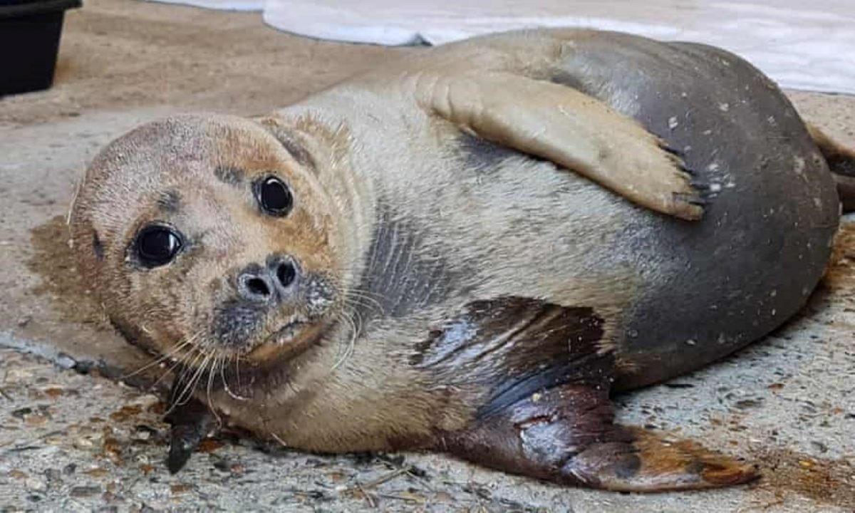 Sale a pasear con su perro y la señalan por la triste muerte de la foca ...