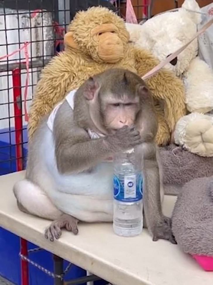 El mono súper obeso que come toda comida grasienta que le den es la ...