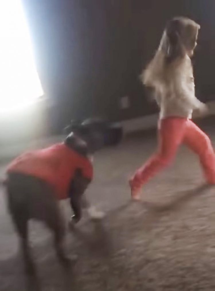Perrito pitbull lucha por imitar las volteretas de su hermanita humana ...