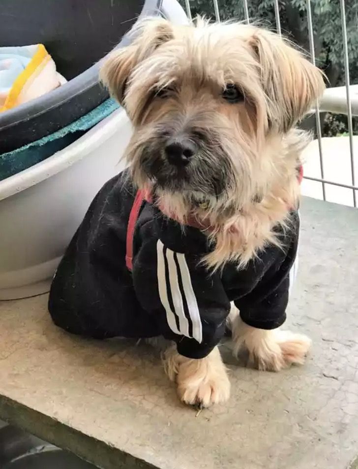 La emotiva súplica de Bruno, el perrito de 10 años de un refugio que ...