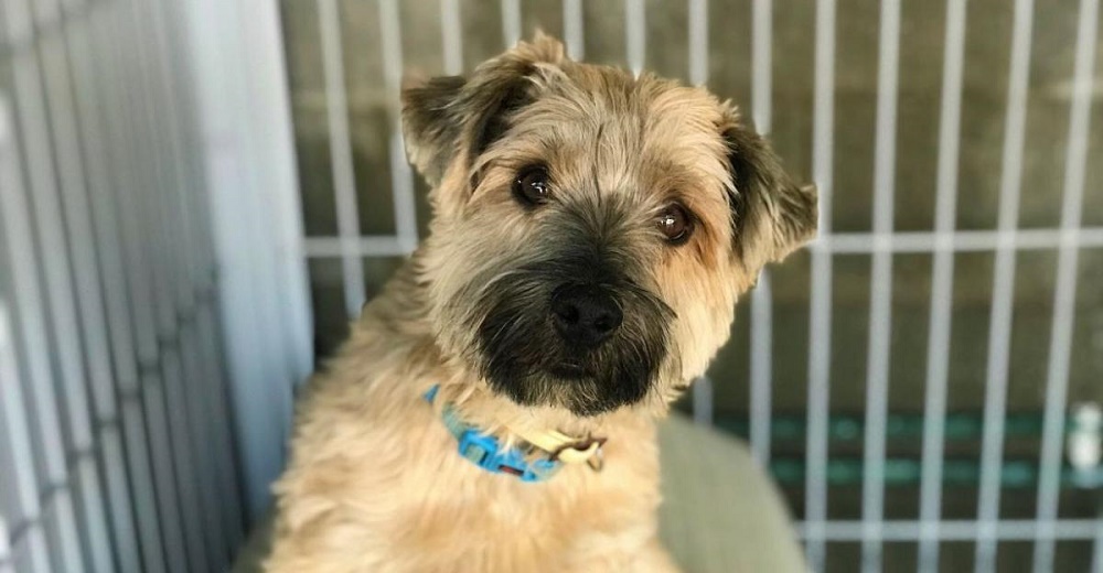 La emotiva súplica de Bruno, el perrito de 10 años de un refugio que ...