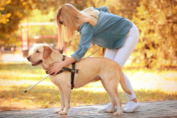 Perrito guía se queda dormido en el metro y se despierta justo al ...