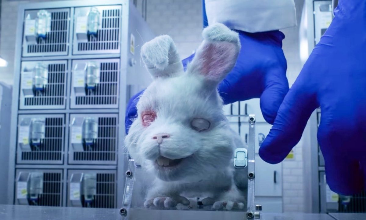 Un conejo emociona al mundo contando el drama que sufre sometido a ...