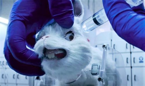 Un conejo emociona al mundo contando el drama que sufre sometido a ...