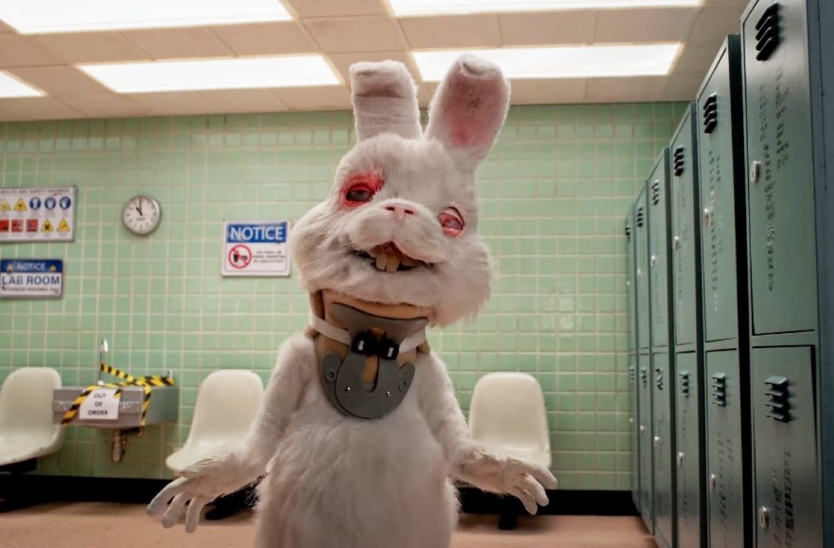 Un conejo emociona al mundo contando el drama que sufre sometido a ...