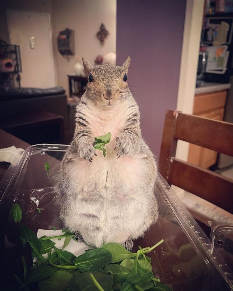 Una adorable ardilla rescatada es grabada cuando abre el regalo que le ...