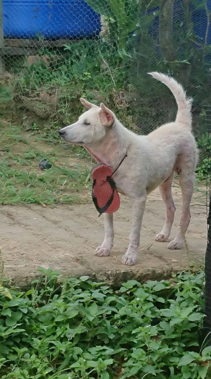Señalan al dueño del perro "come chanclas" al que amarró una sandalia ...