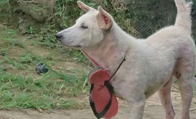 Señalan al dueño del perro "come chanclas" al que amarró una sandalia ...