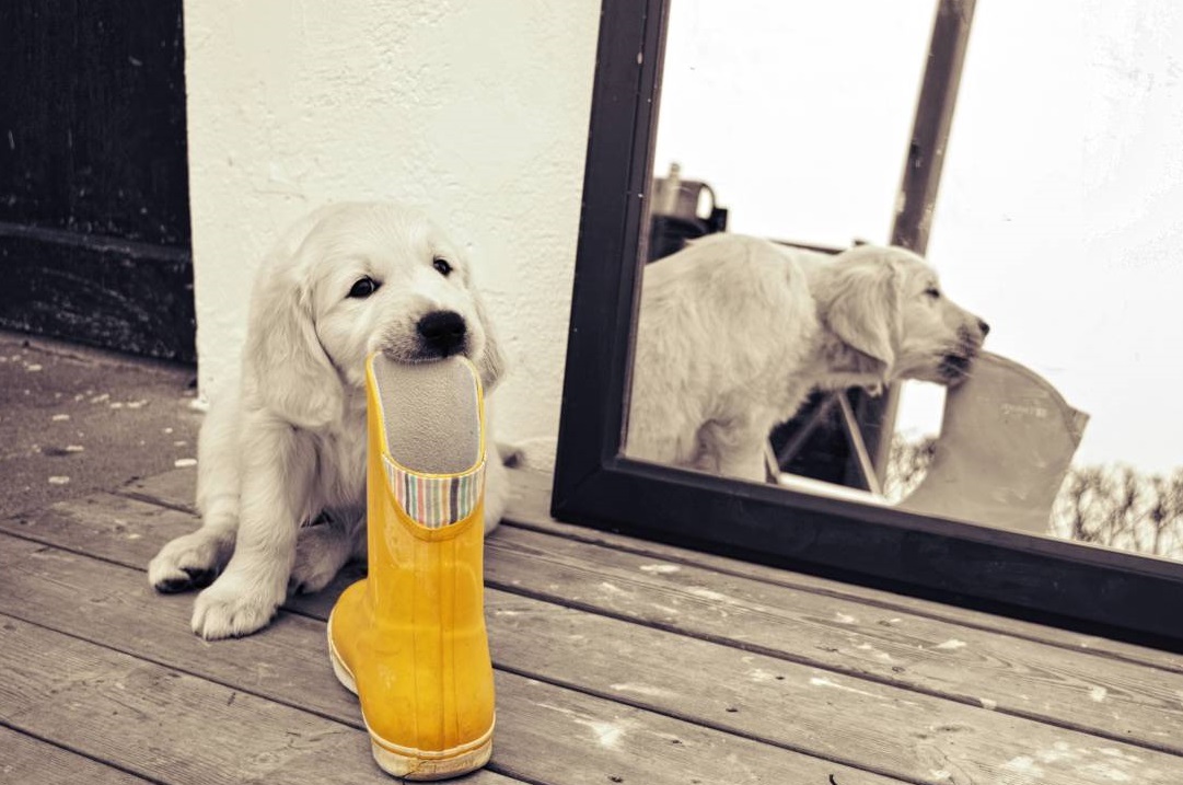 Señalan al dueño del perro "come chanclas" al que amarró una sandalia ...