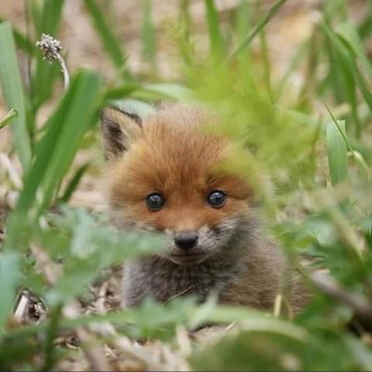 Encuentra a un zorrito bebé llorando por su mamá en el jardín de su ...