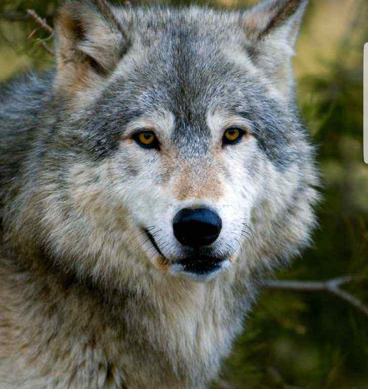 El Gobierno pide acabar con la vida de la mayor cantidad de lobos ...