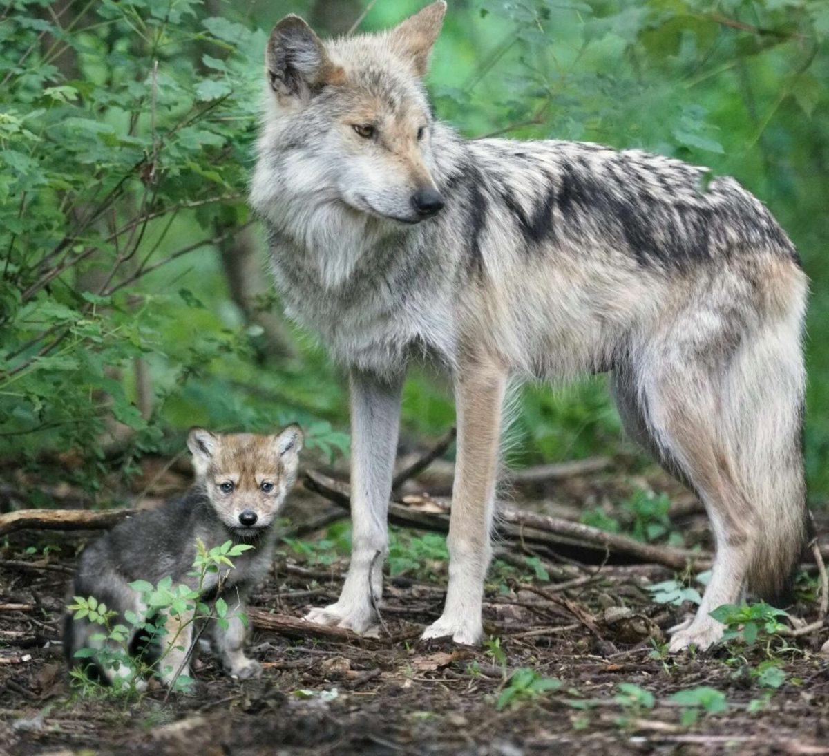 Una cámara escondida capta a una madre lobo abrazando a su bebé para ...