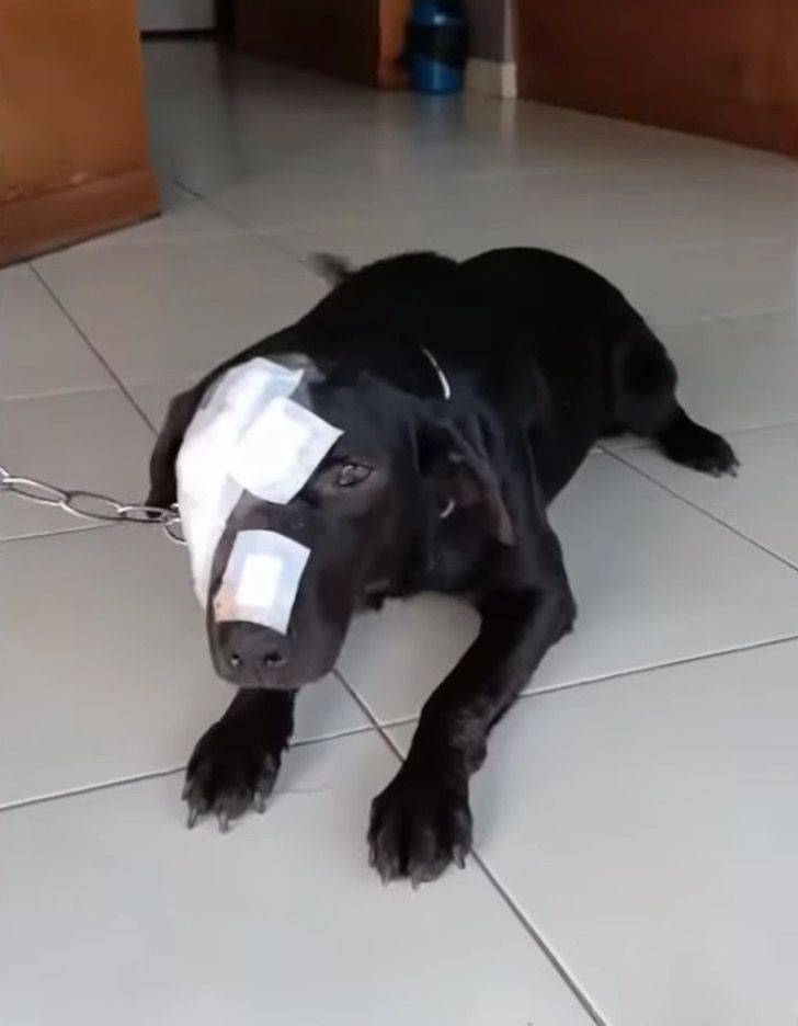 Rescatan al perrito atropellado que yacía en la calle aunque no ...